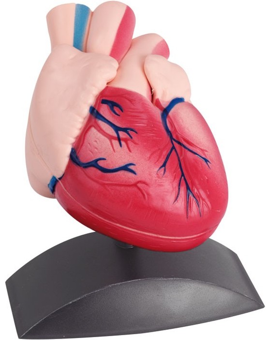 Анатомичен модел на сърце - store.bg