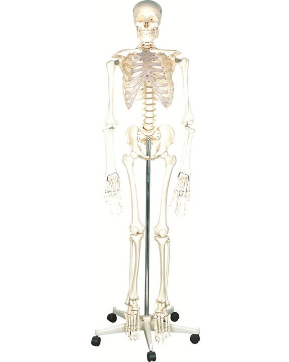 Модел скелет на човек - store.bg