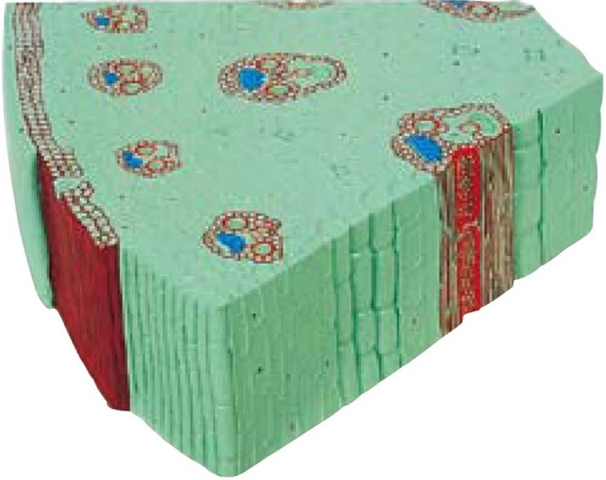 Модел стебло на едносемеделно растение - store.bg