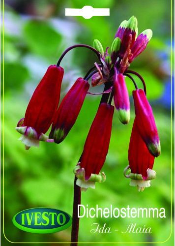 Луковици от Дихелостема - Ida Maia - store.bg