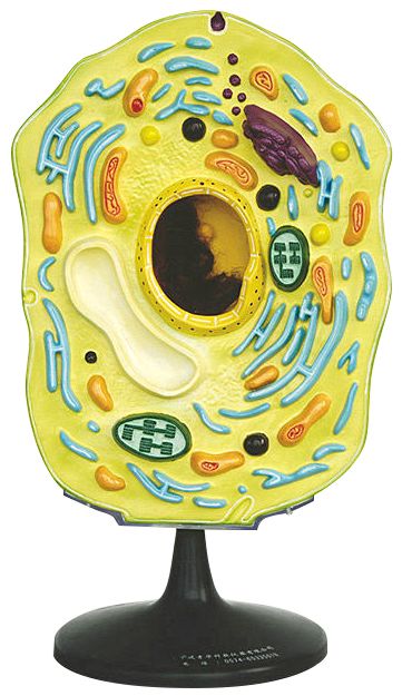 Модел на растителна клетка - store.bg